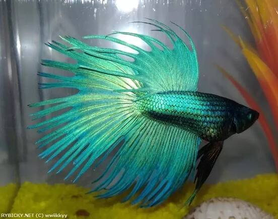 tanec licence Kolem betta a zrcátko poškodit v opačném případě paket