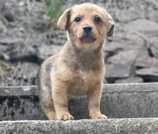 malí psi k adopci – Seznam.cz